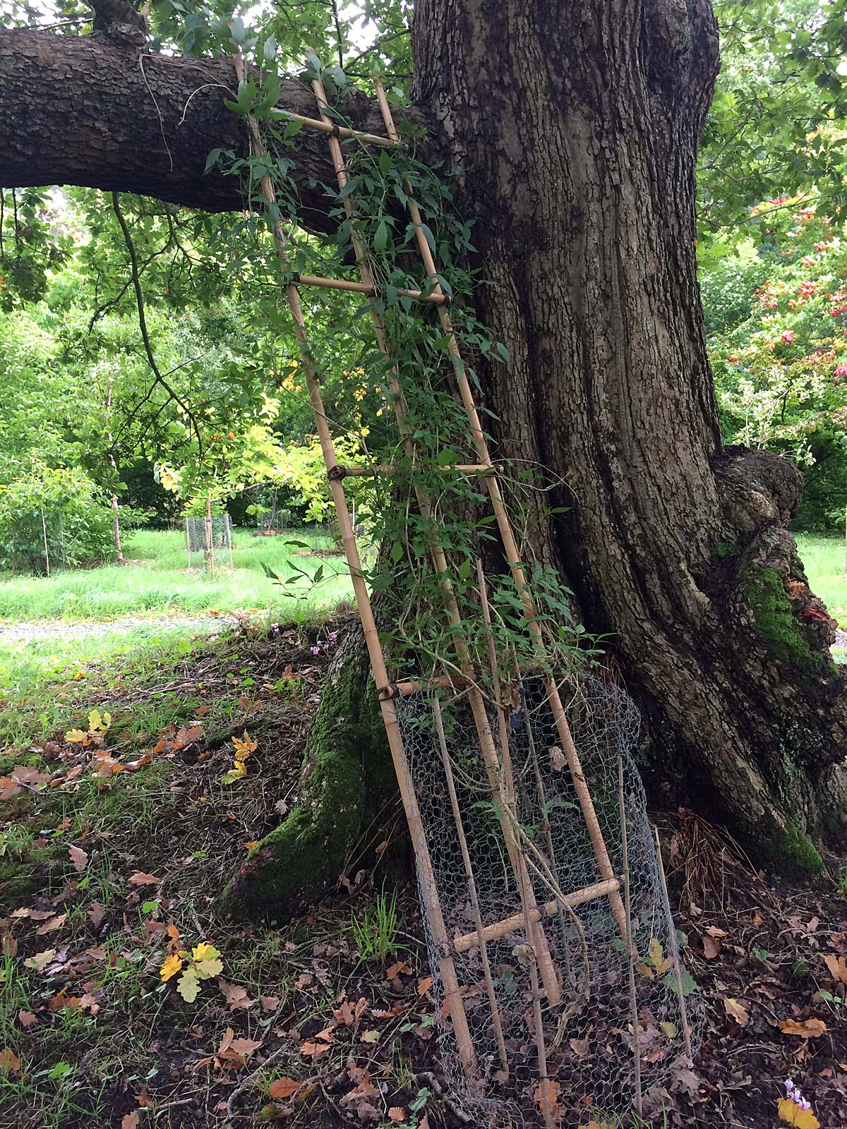 How To Help A Vine Climb A Tree – Susan Rushton