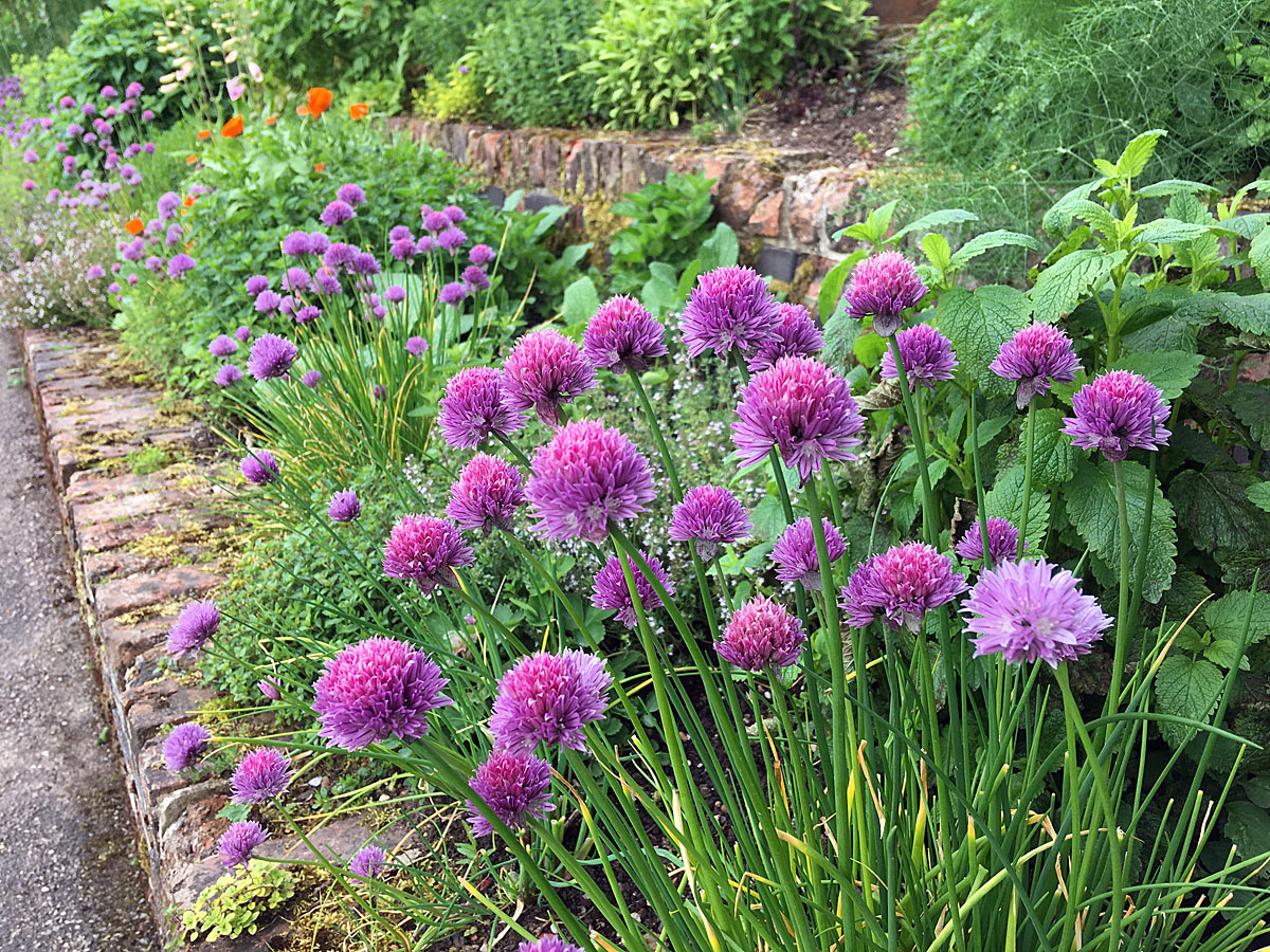 Wordless Wednesday: Chives – Susan Rushton