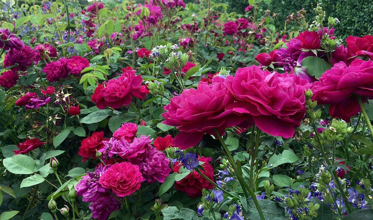 English Rose Gallery: Rosa ‘Darcey Bussell’ – Susan Rushton