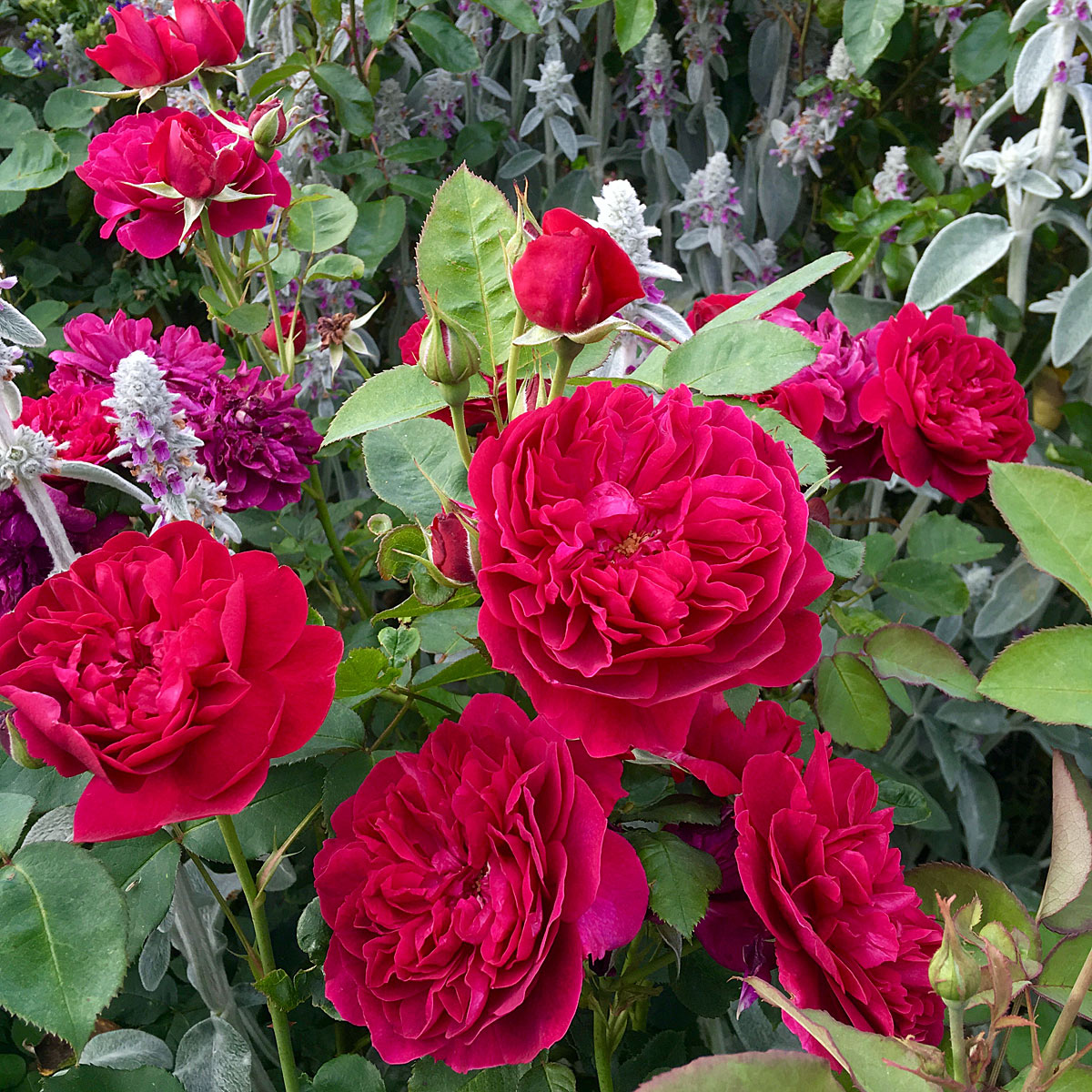 English Rose Gallery: Rosa ‘Darcey Bussell’ – Susan Rushton
