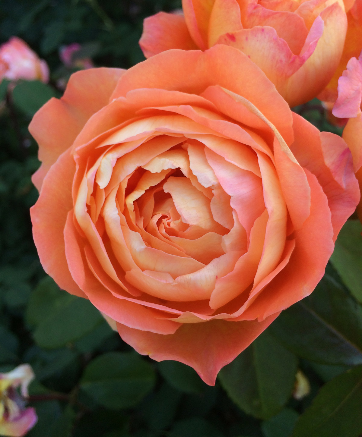 English rose gallery: Rosa ‘Lady Emma Hamilton’ – Susan Rushton