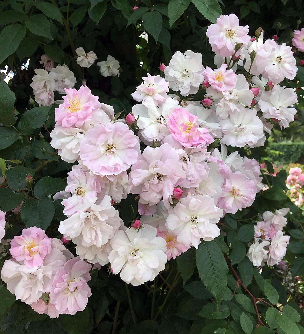 Pastel And Pale Roses – Susan Rushton