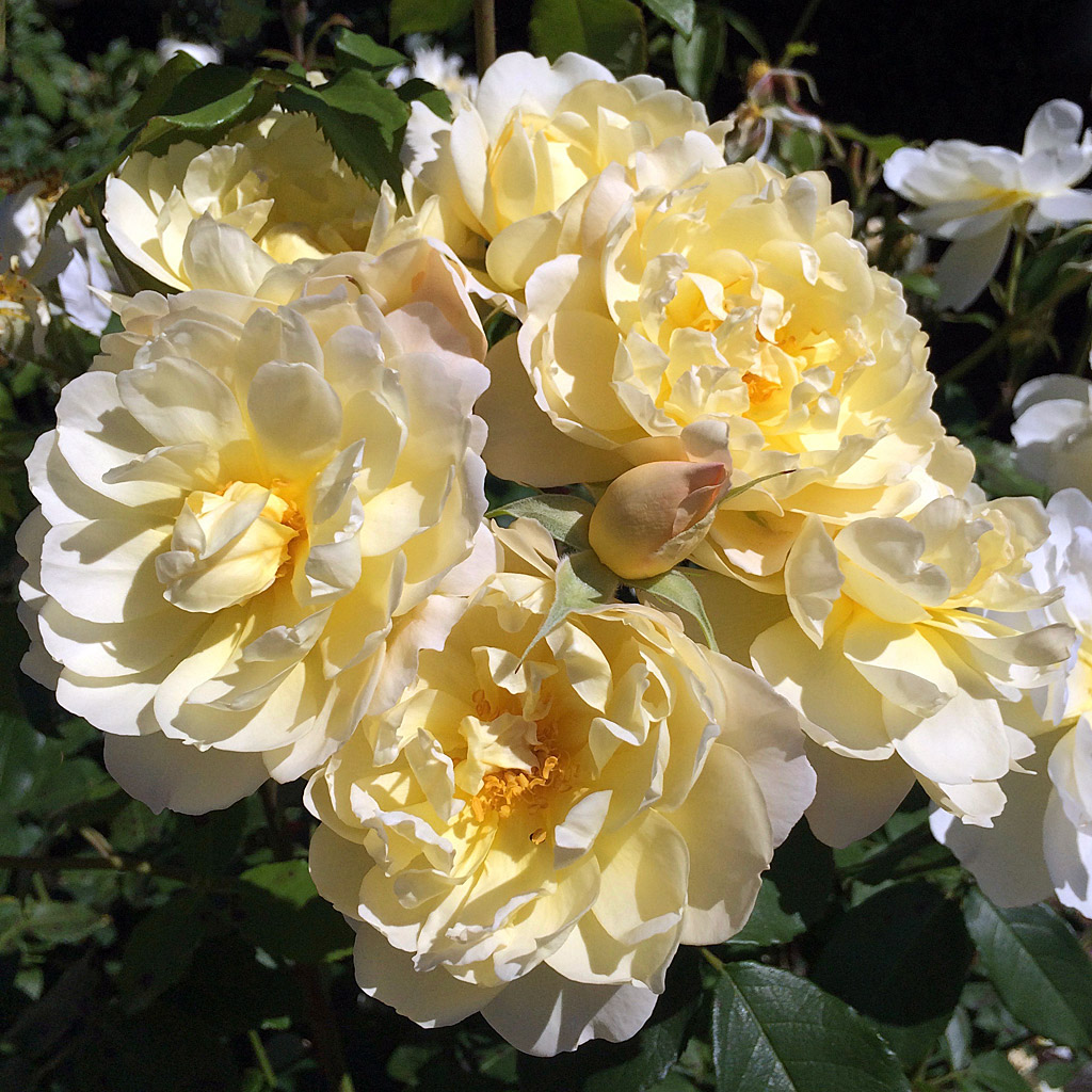 Pastel And Pale Roses – Susan Rushton