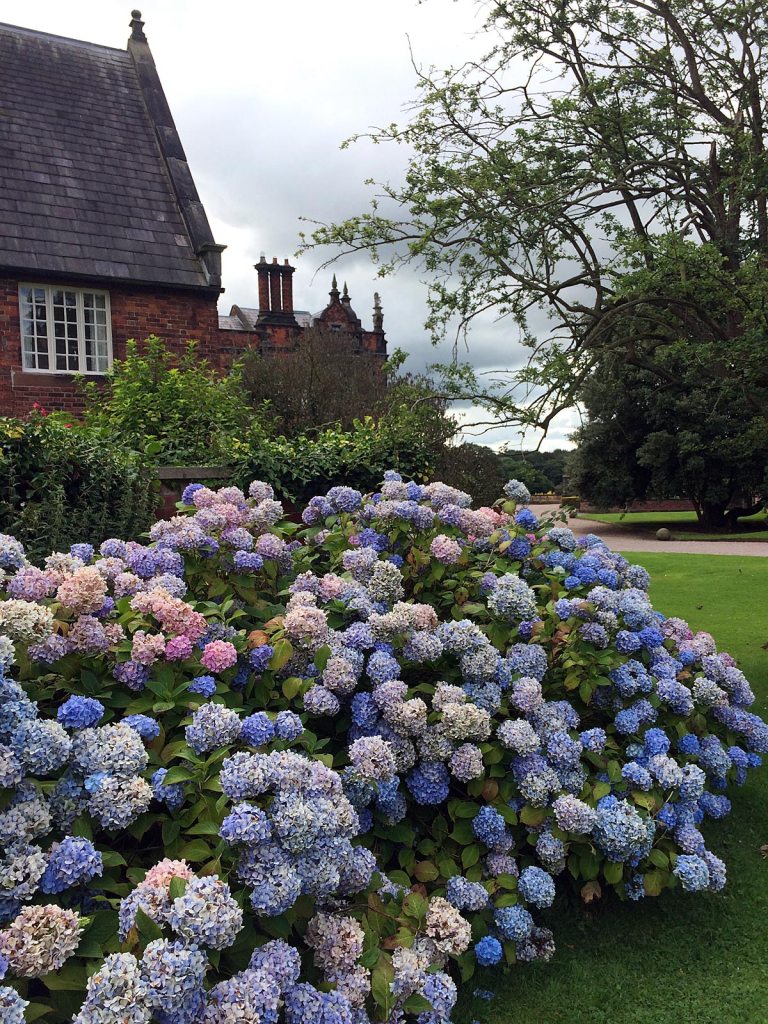 2020 is The Year Of The Hydrangea – Hurray! – Susan Rushton