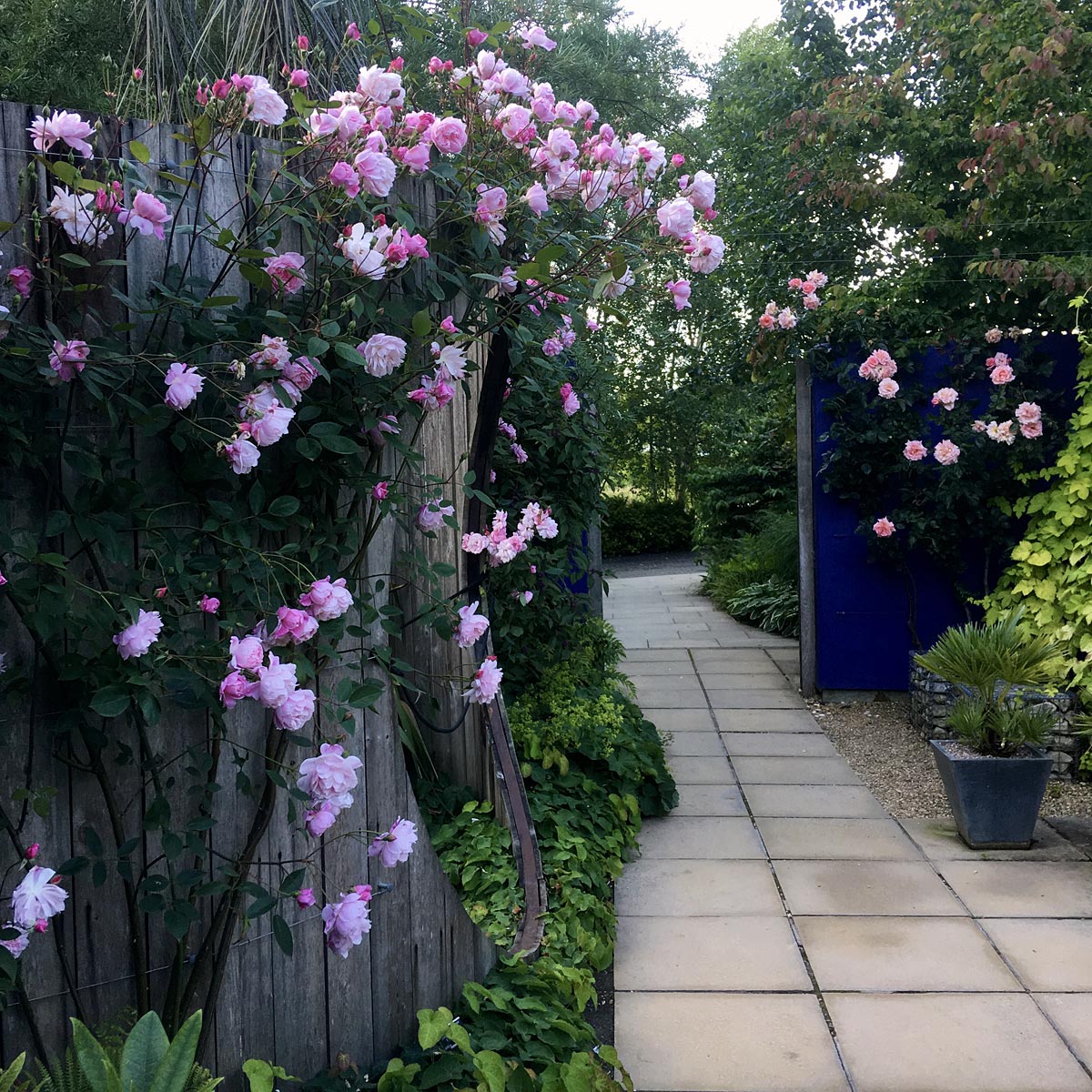 Pink Climbing Rose: An Exercise – Susan Rushton