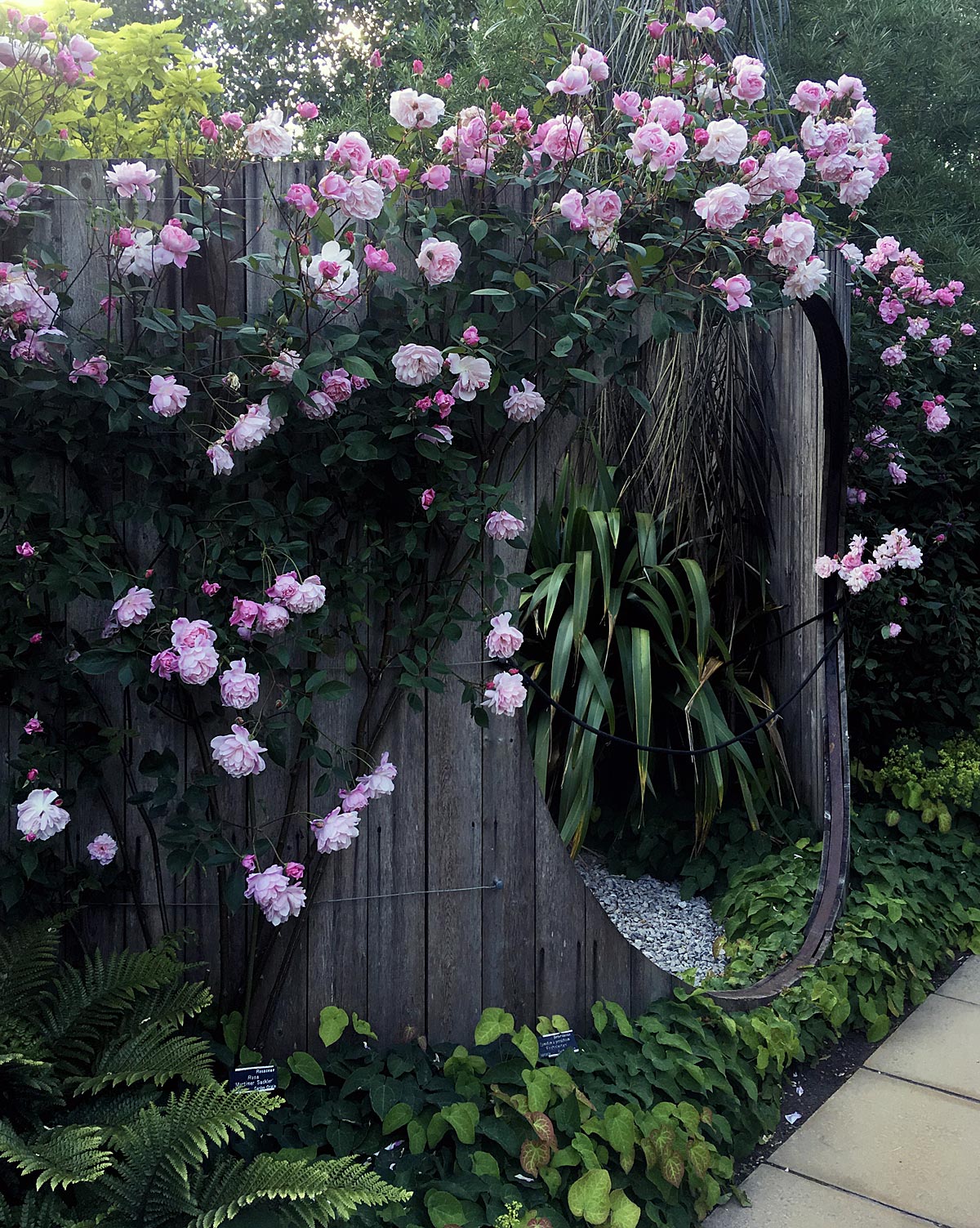 Pink Climbing Rose: An Exercise – Susan Rushton