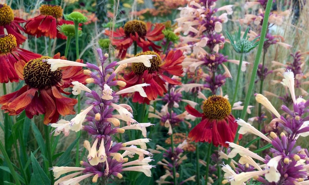 Beautiful Ways To Train And Support Rambling Roses – Susan Rushton