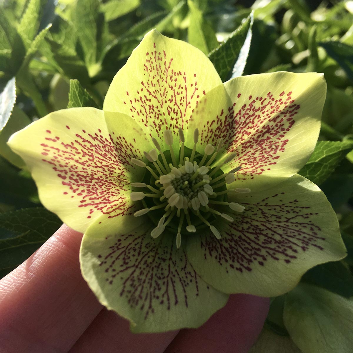 Assessing The Beauty Of Hellebore Hybrids – Susan Rushton