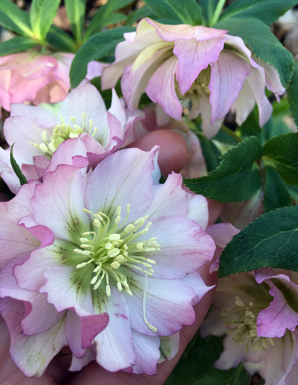 Six On Saturday From RHS Garden Wisley – Susan Rushton