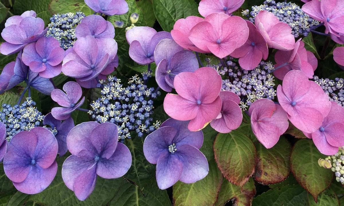 Susan Rushton – Celebrating gardens, photography and a creative life