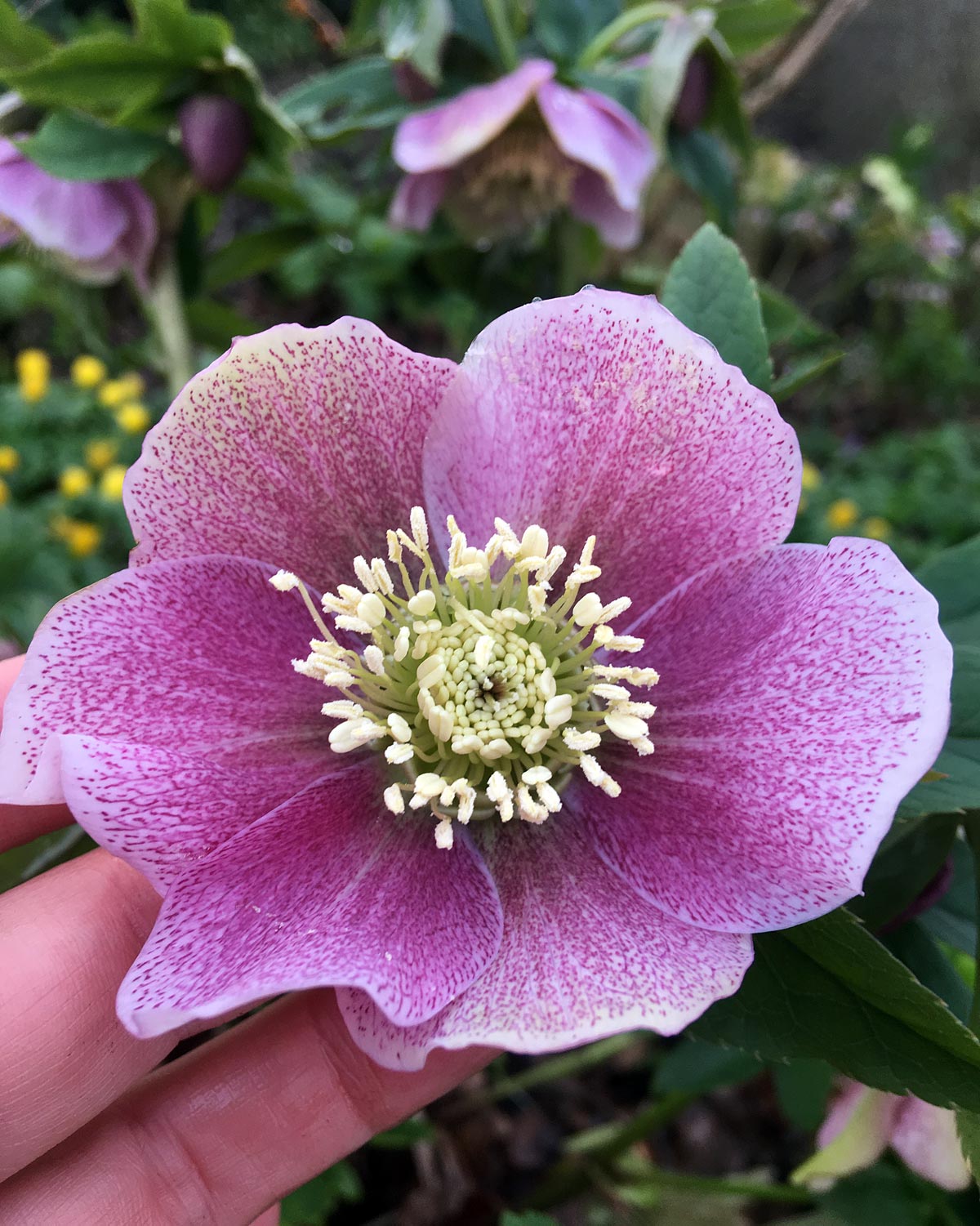 Assessing The Beauty Of Hellebore Hybrids – Susan Rushton