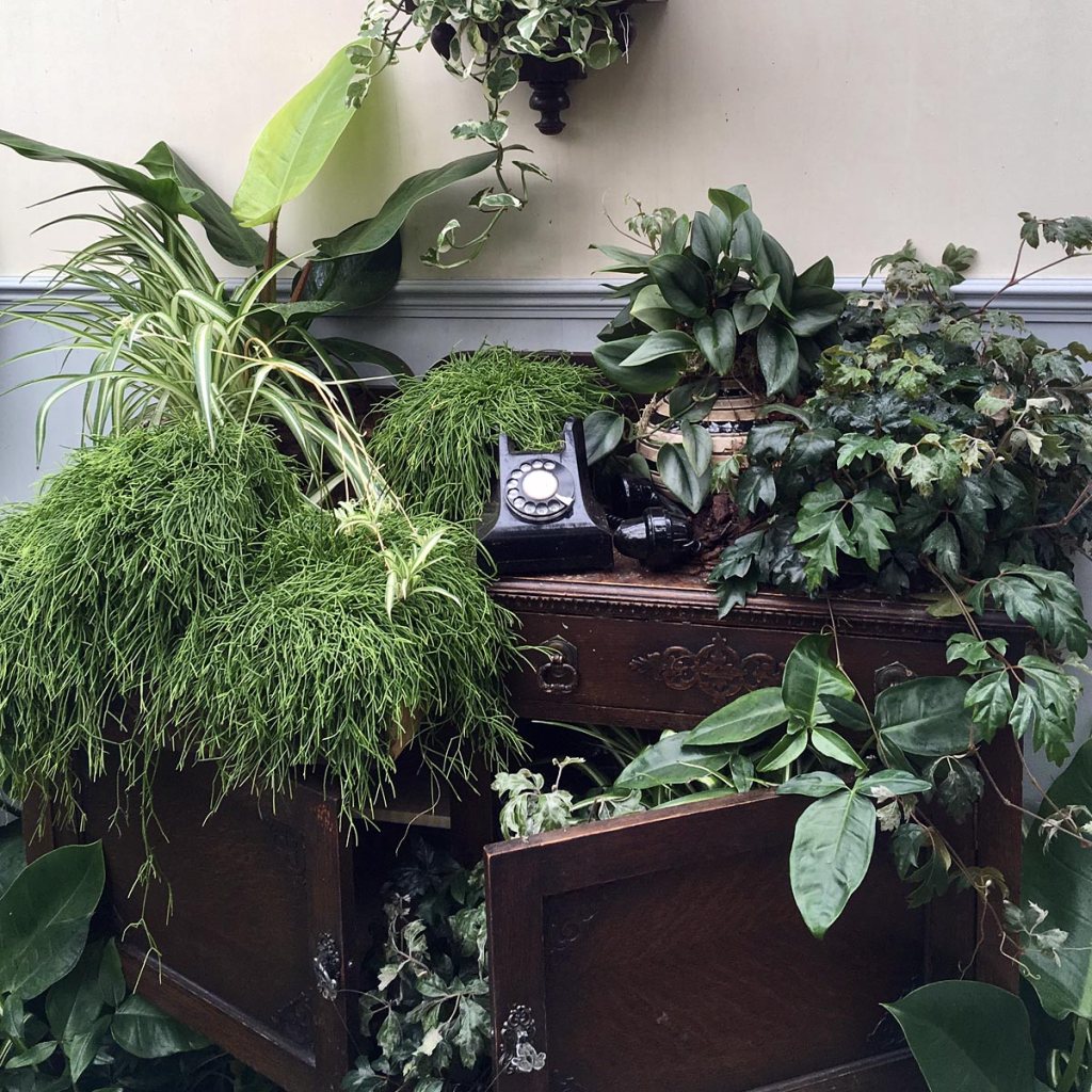 The Giant Houseplant Takeover: A Review With Pictures – Susan Rushton