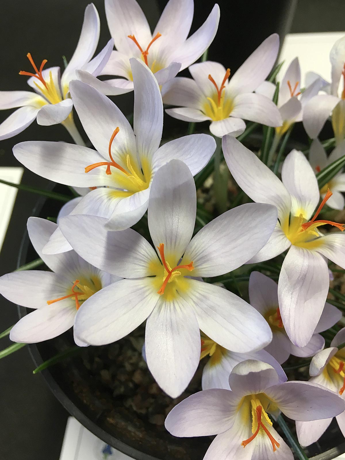 Crocus paschei and Iris Seeds – Susan Rushton