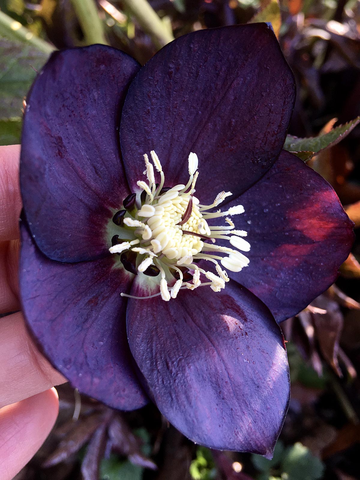 Hellebore Hybrids: How Doubles Evolve – Susan Rushton