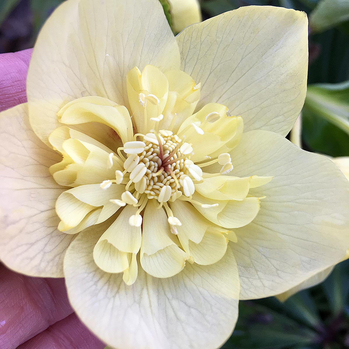 Hellebore Hybrids: How Doubles Evolve – Susan Rushton