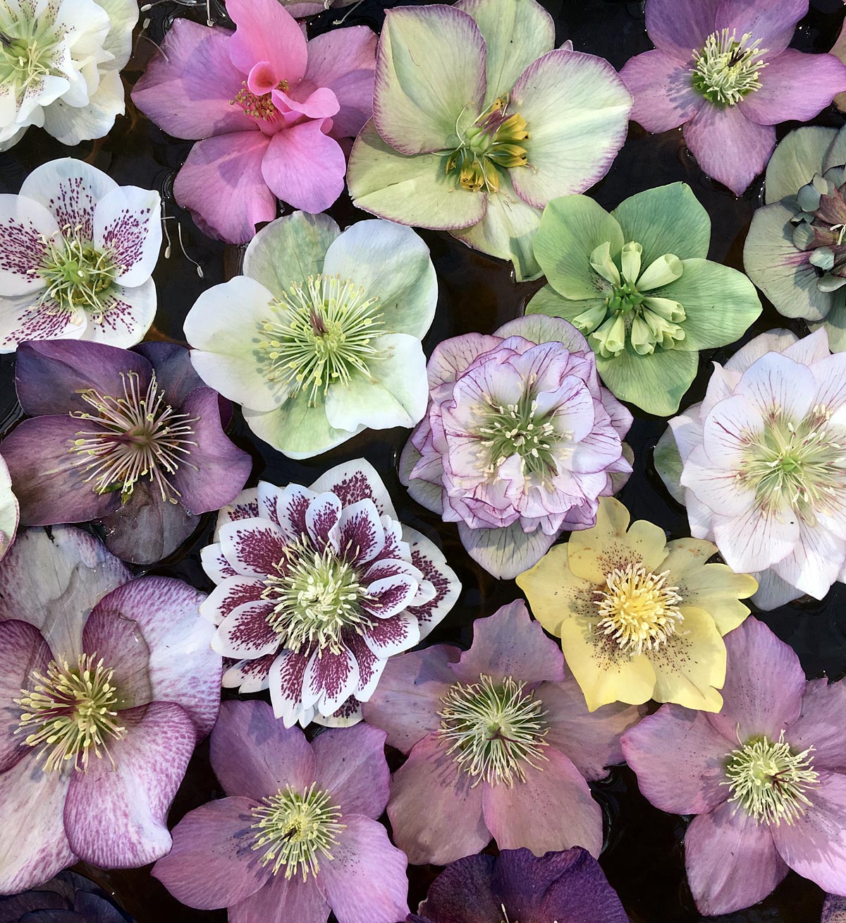Hellebore Hybrids: How Doubles Evolve – Susan Rushton