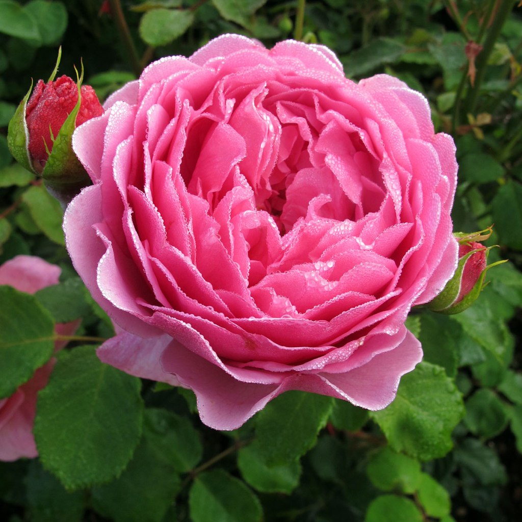 Rosa ‘Princess Alexandra Of Kent’ – Susan Rushton