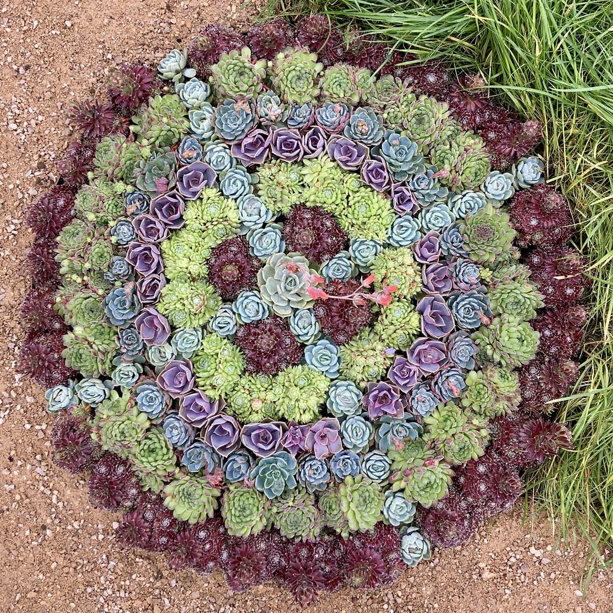 RHS Chatsworth’s Mandala Mindfulness Garden – Susan Rushton