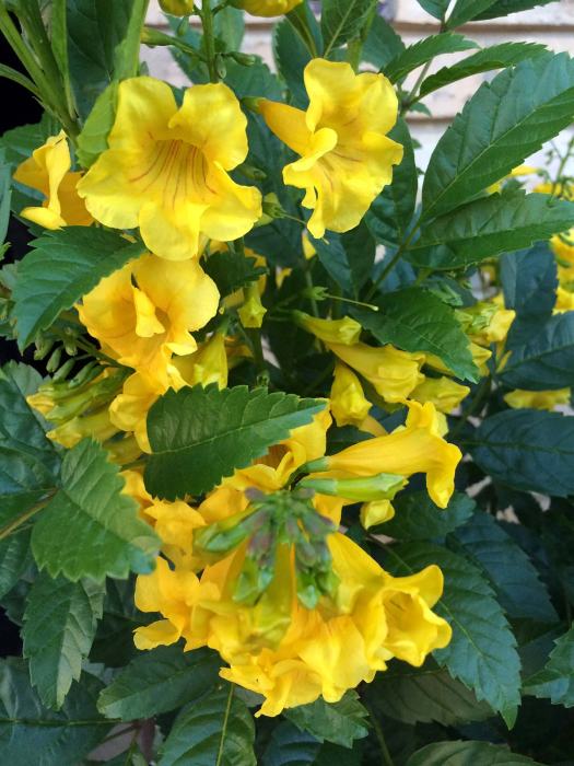 Gallery Of Yellow Flowers – Susan Rushton