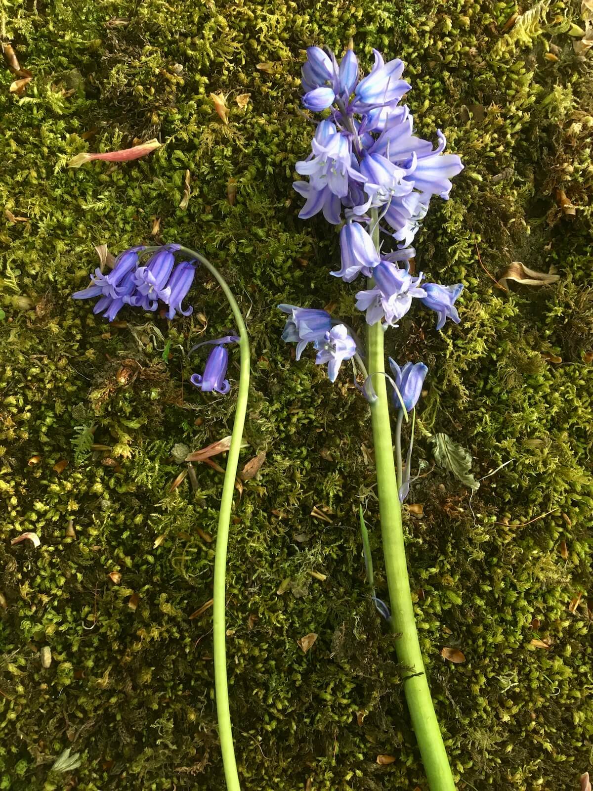 English Or Spanish Bluebells – Susan Rushton