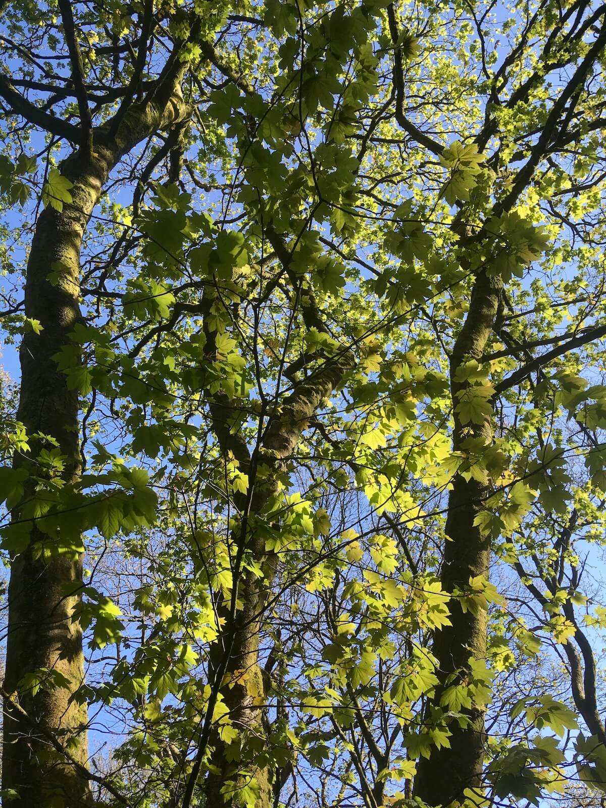 Spring Tree Canopies, Sunnyhurst Wood – Susan Rushton