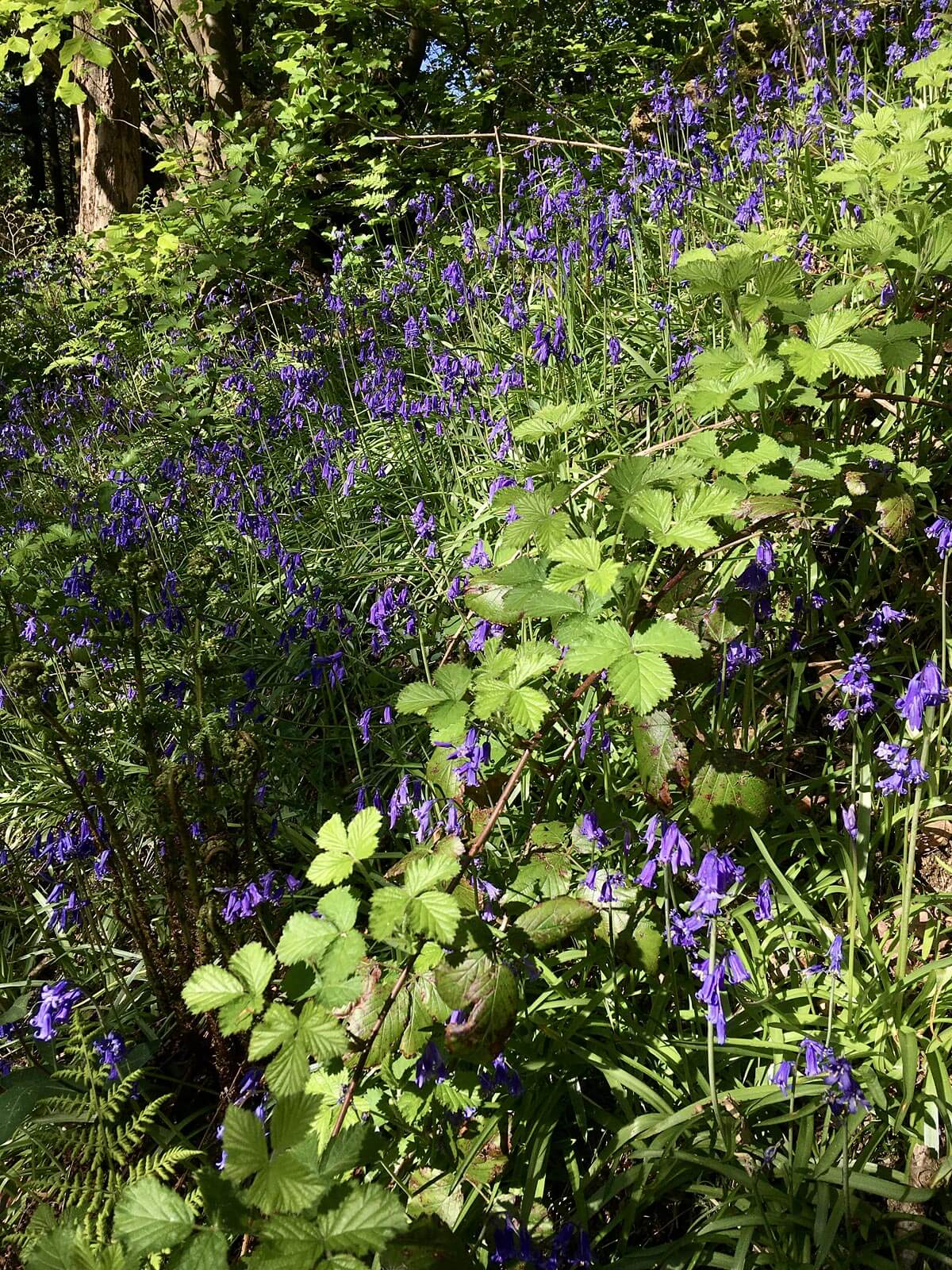 Taking Pictures of Bluebells – Susan Rushton