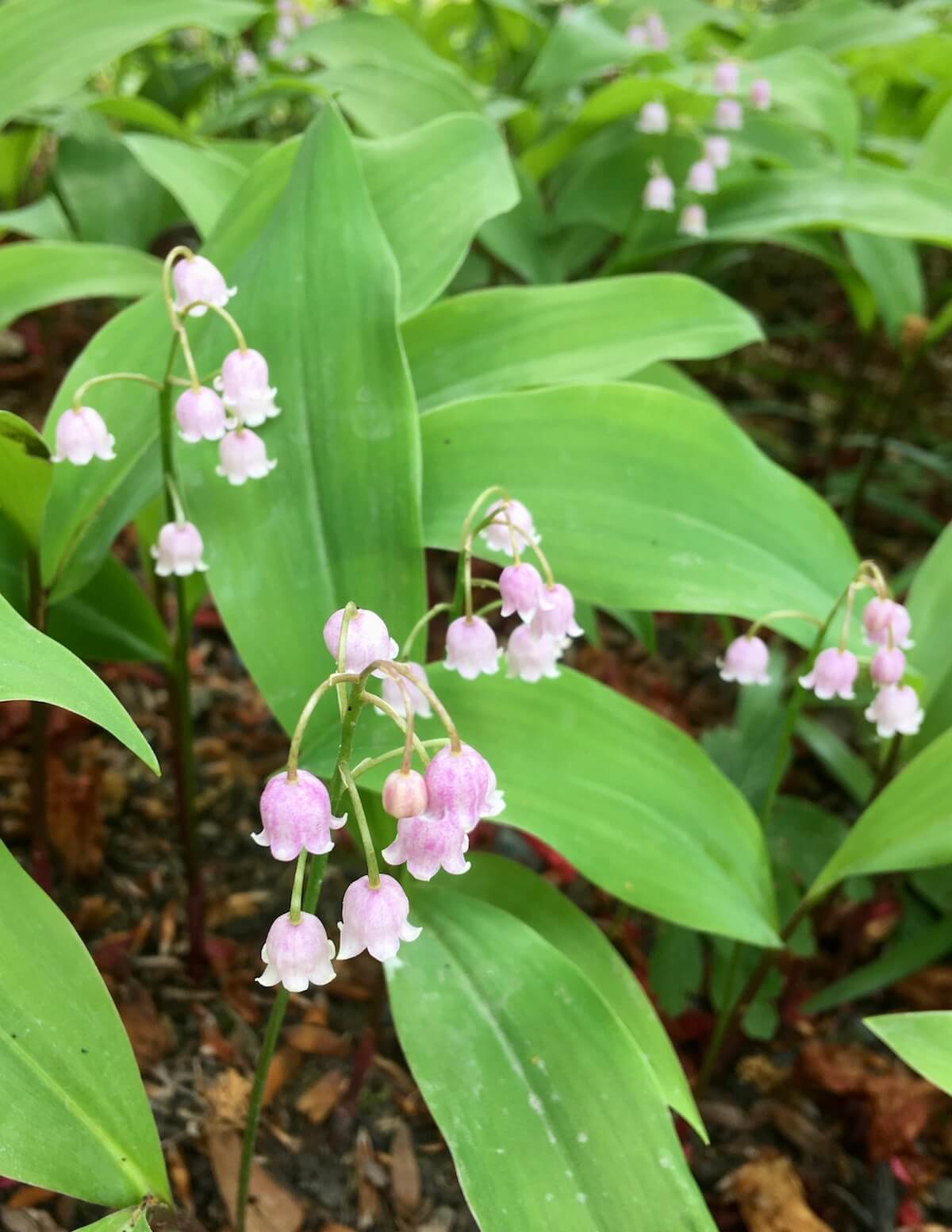 Convallaria majalis var. rosea (Pink Lily of the Valley) – Susan Rushton