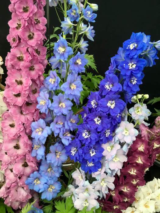 Cottage Garden Flowers: Delphiniums – Susan Rushton
