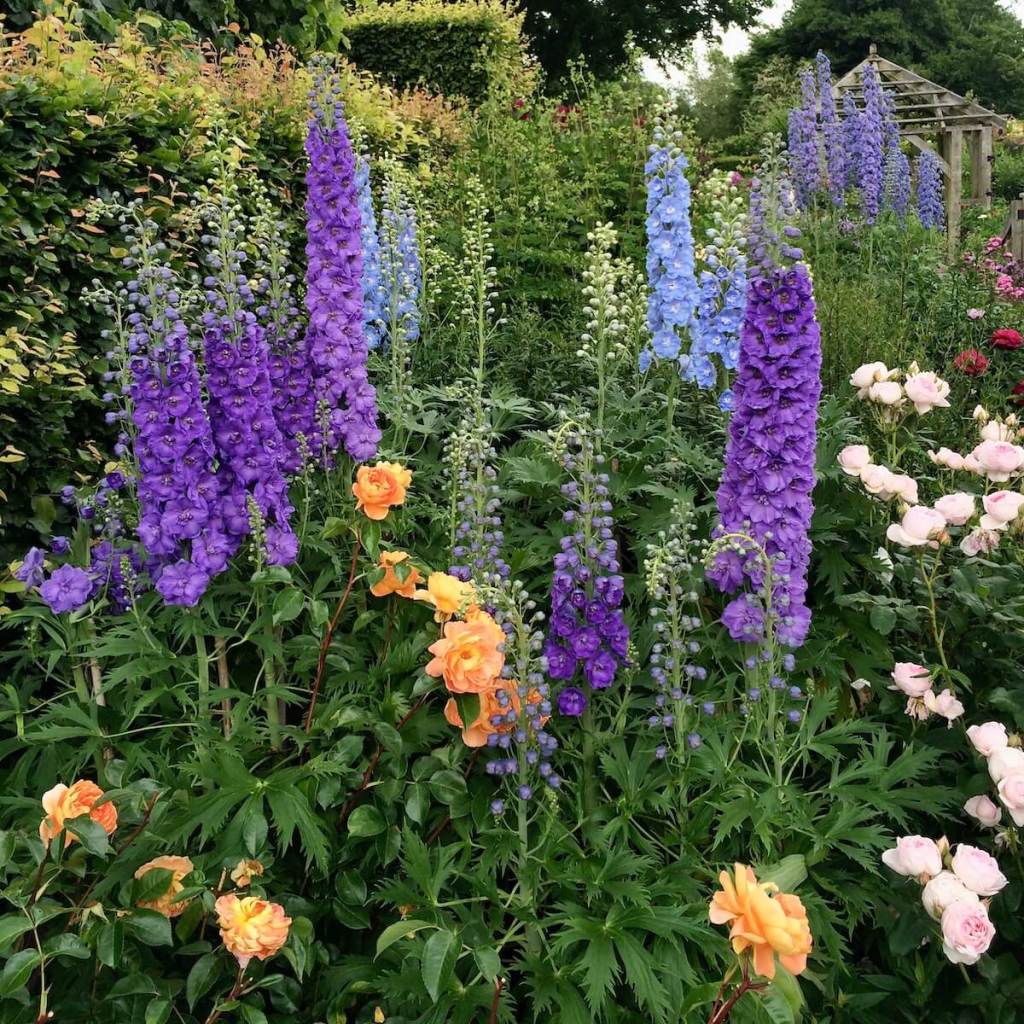 Cottage Garden Flowers: Delphiniums – Susan Rushton