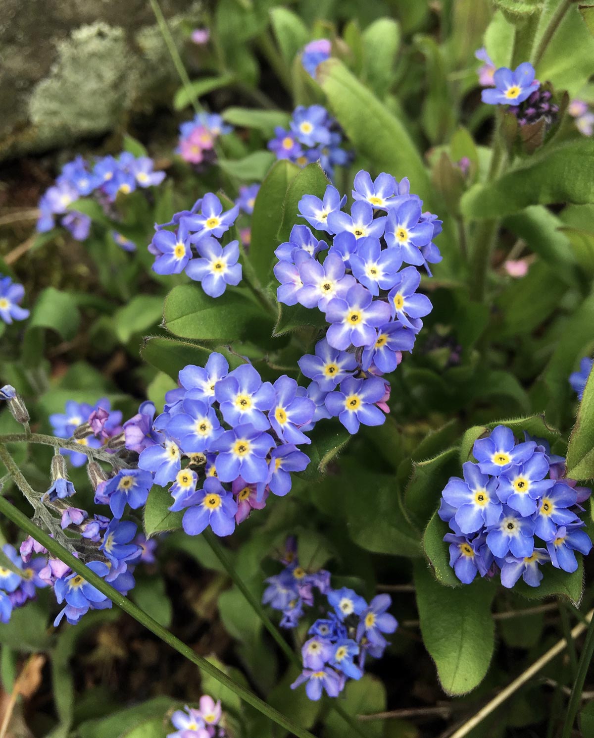 Variations on a Theme: Forget-me-not, Heartleaf or Green Alkanet ...