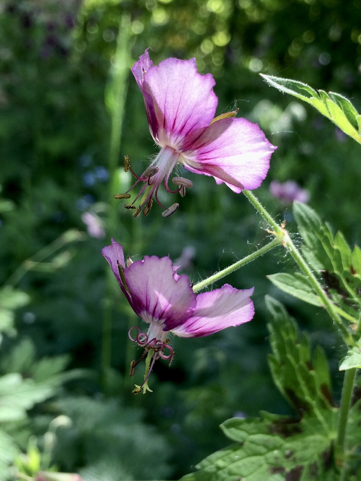 Sunshine’s Macro Monday: Geranium Phaeum – Susan Rushton