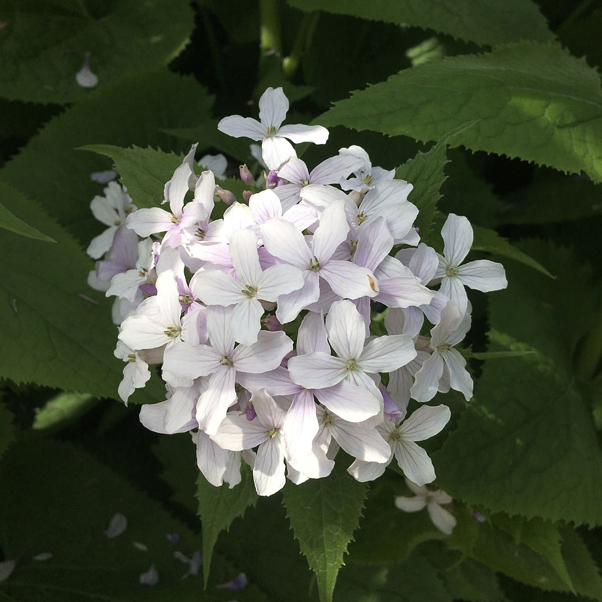 Lunaria (Honesty) – Susan Rushton