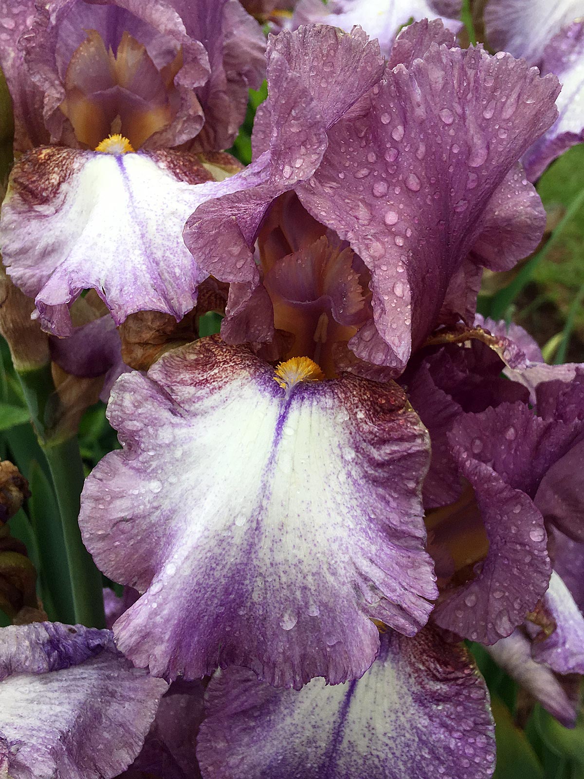 Wordless Wednesday: Mauve Iris – Susan Rushton