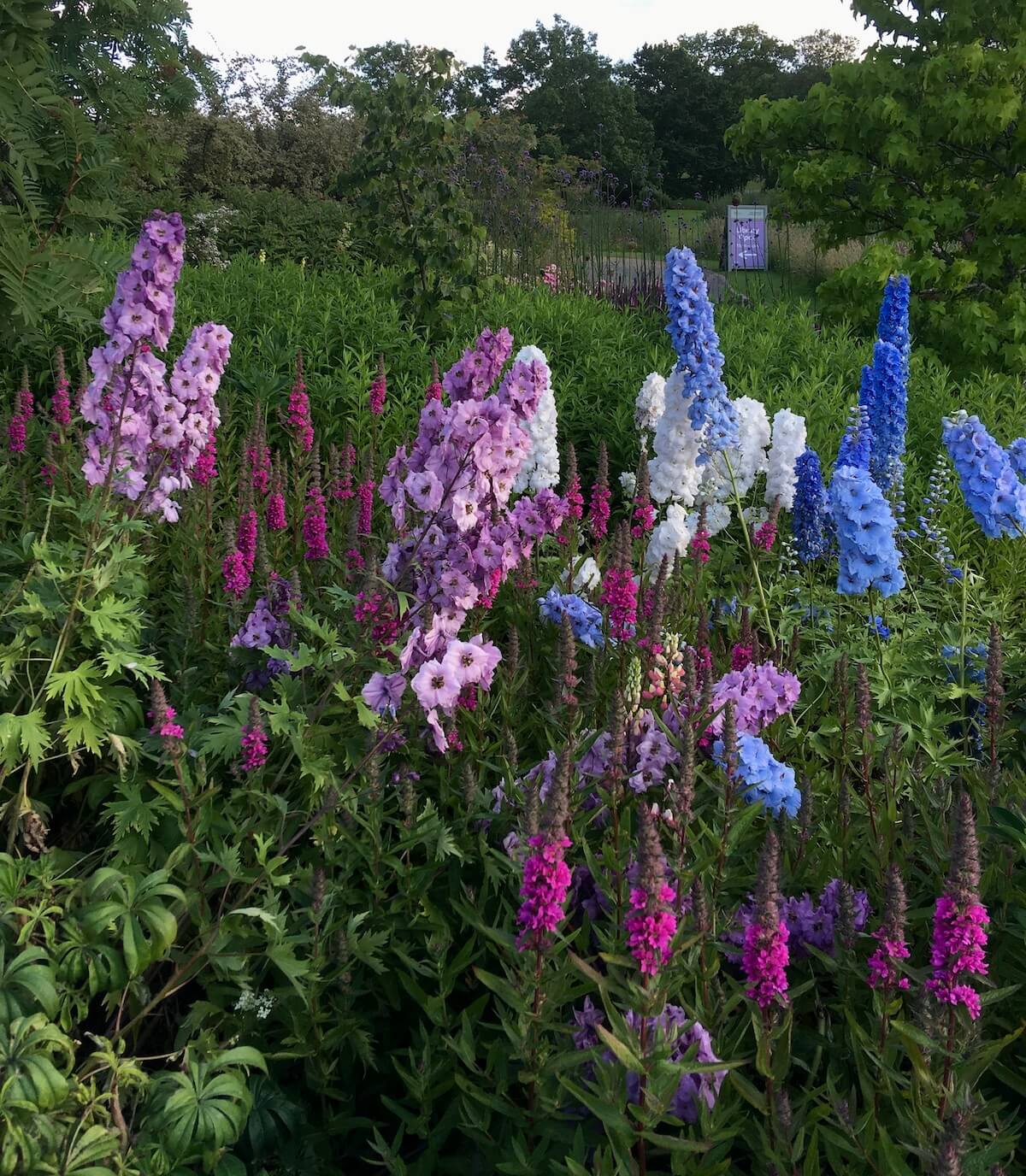 Cottage Garden Flowers: Delphiniums – Susan Rushton