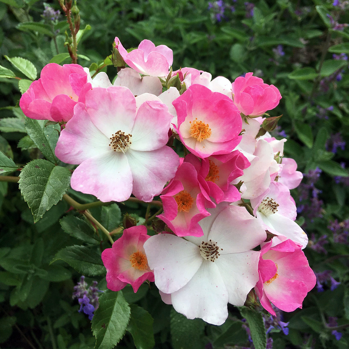 Even More Pink Roses – Susan Rushton