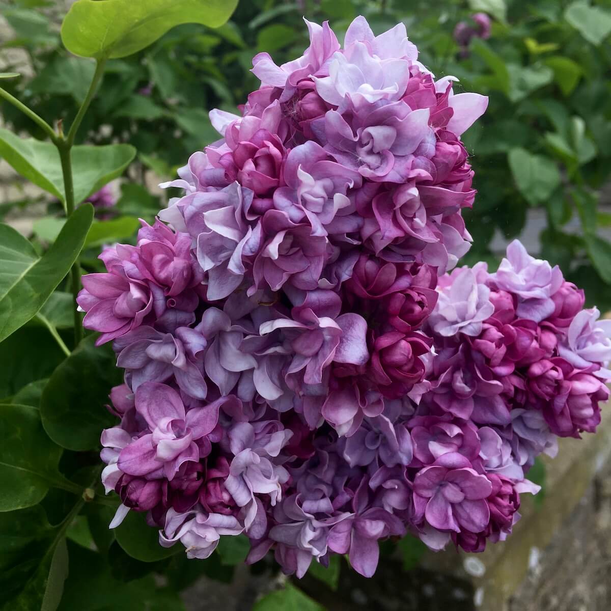 Fragrant Flowers: Lilacs – Susan Rushton
