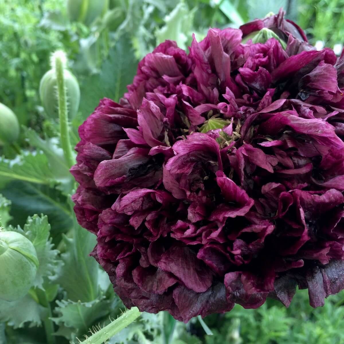Peony Poppies With Double Flowers – Susan Rushton