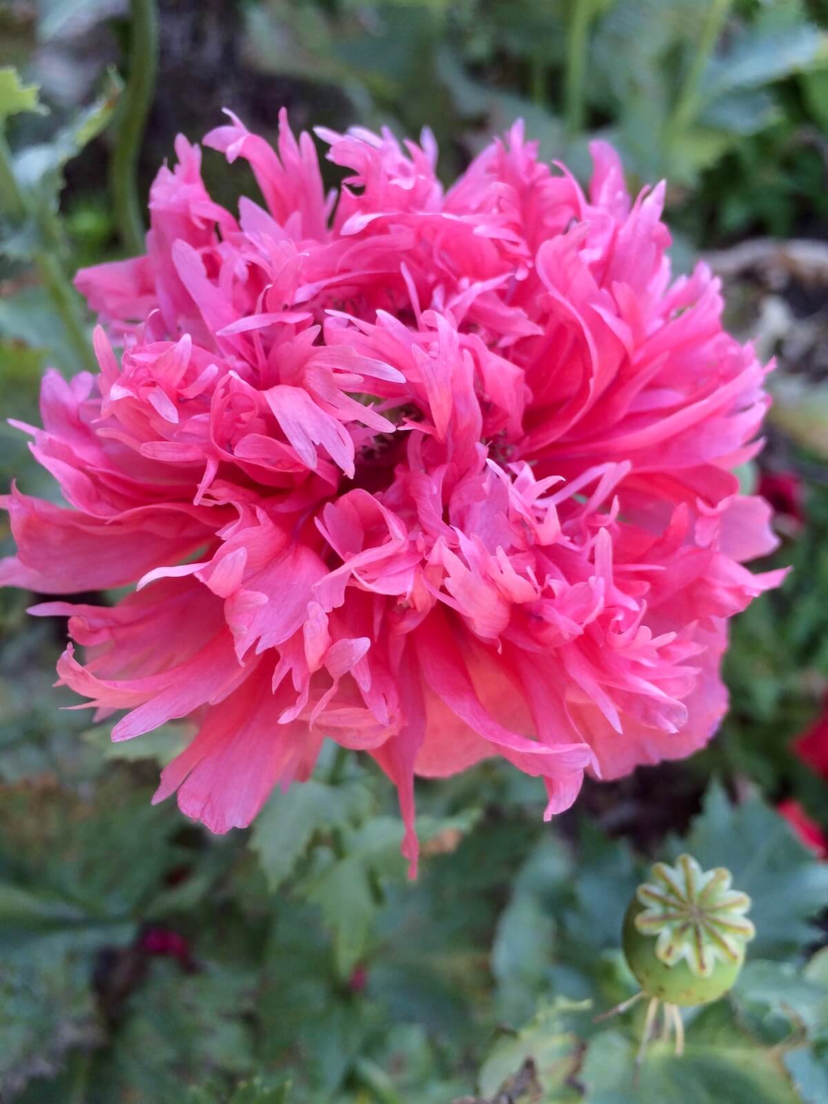Peony Poppies With Double Flowers – Susan Rushton