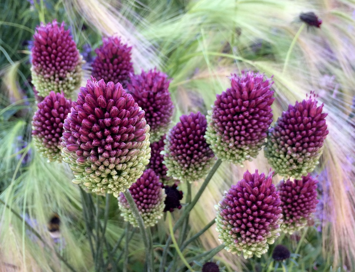 Two Crops Of Alliums (Not That Kind Of Crop) – Susan Rushton