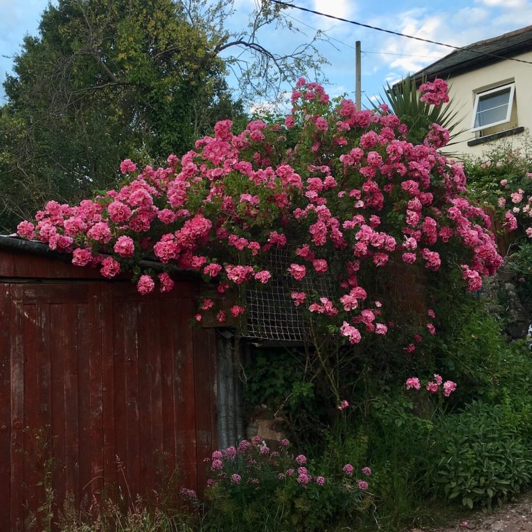 Beautiful Ways To Train And Support Rambling Roses – Susan Rushton