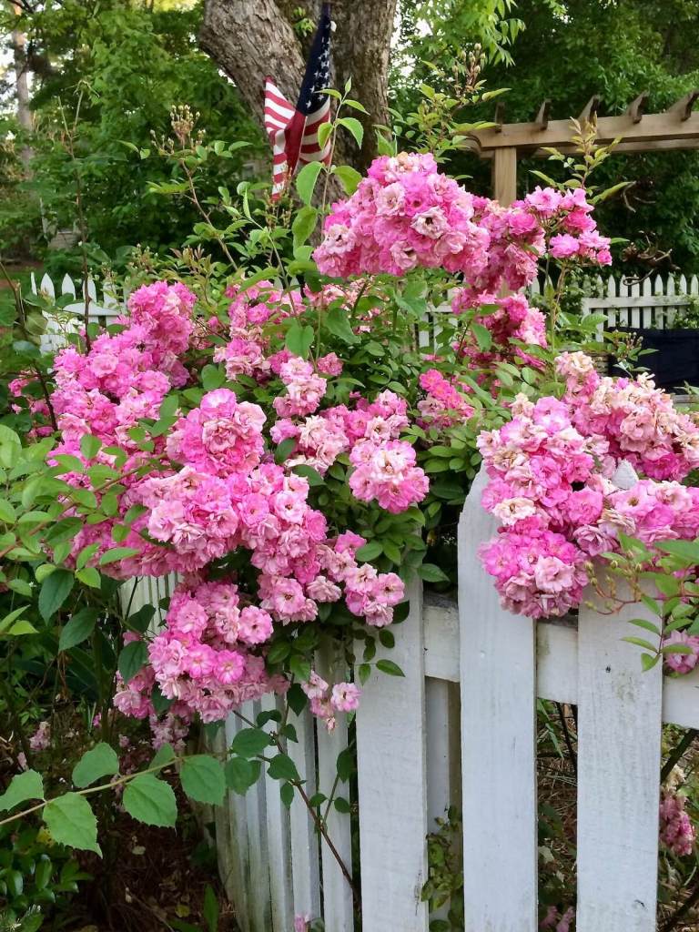 Beautiful Ways To Train And Support Rambling Roses – Susan Rushton
