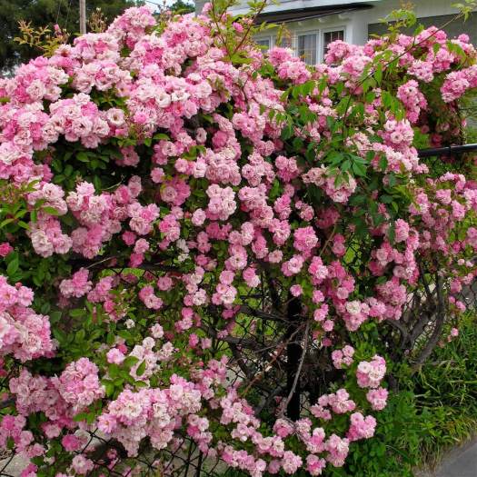 Beautiful Ways To Train And Support Rambling Roses – Susan Rushton