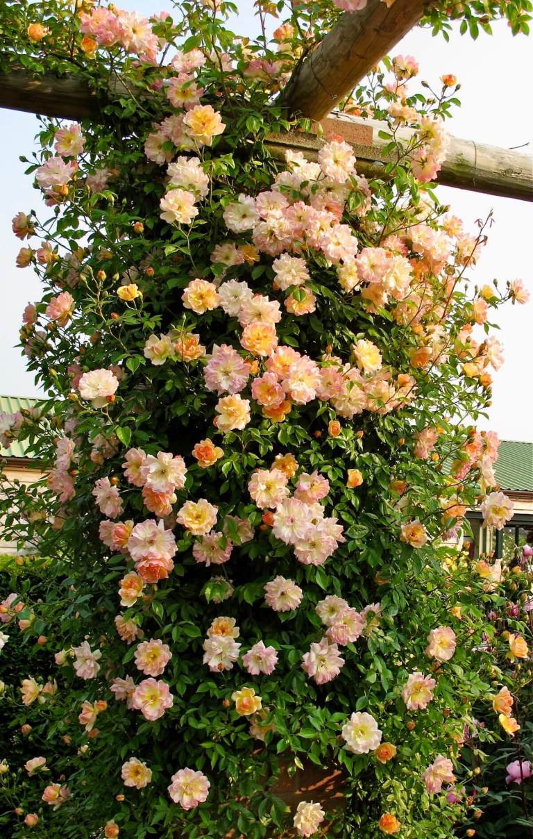 Beautiful Ways To Train And Support Rambling Roses – Susan Rushton
