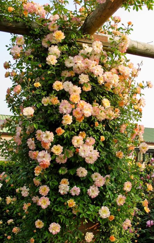 Beautiful Ways To Train And Support Rambling Roses – Susan Rushton