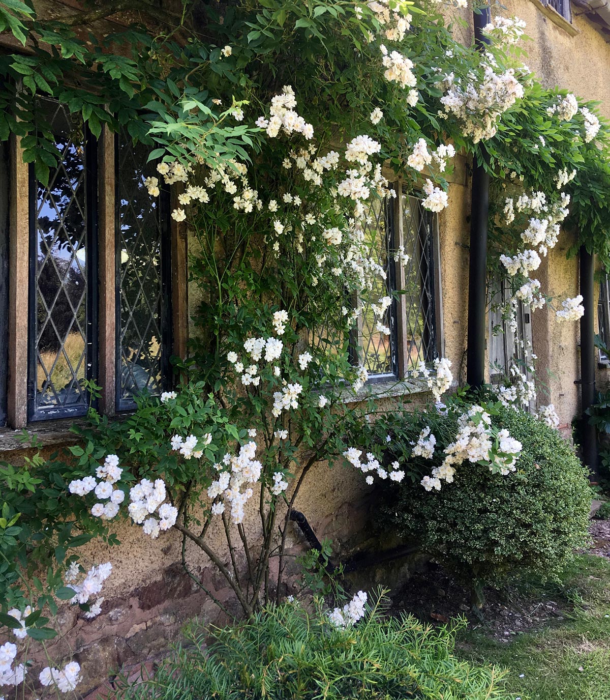 Cothay Manor Garden – Susan Rushton
