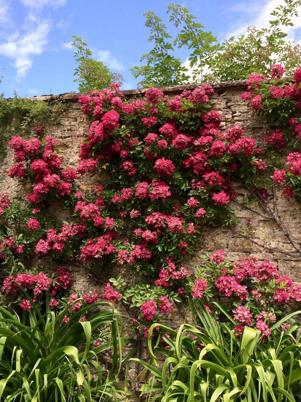 Beautiful Ways To Train And Support Rambling Roses – Susan Rushton