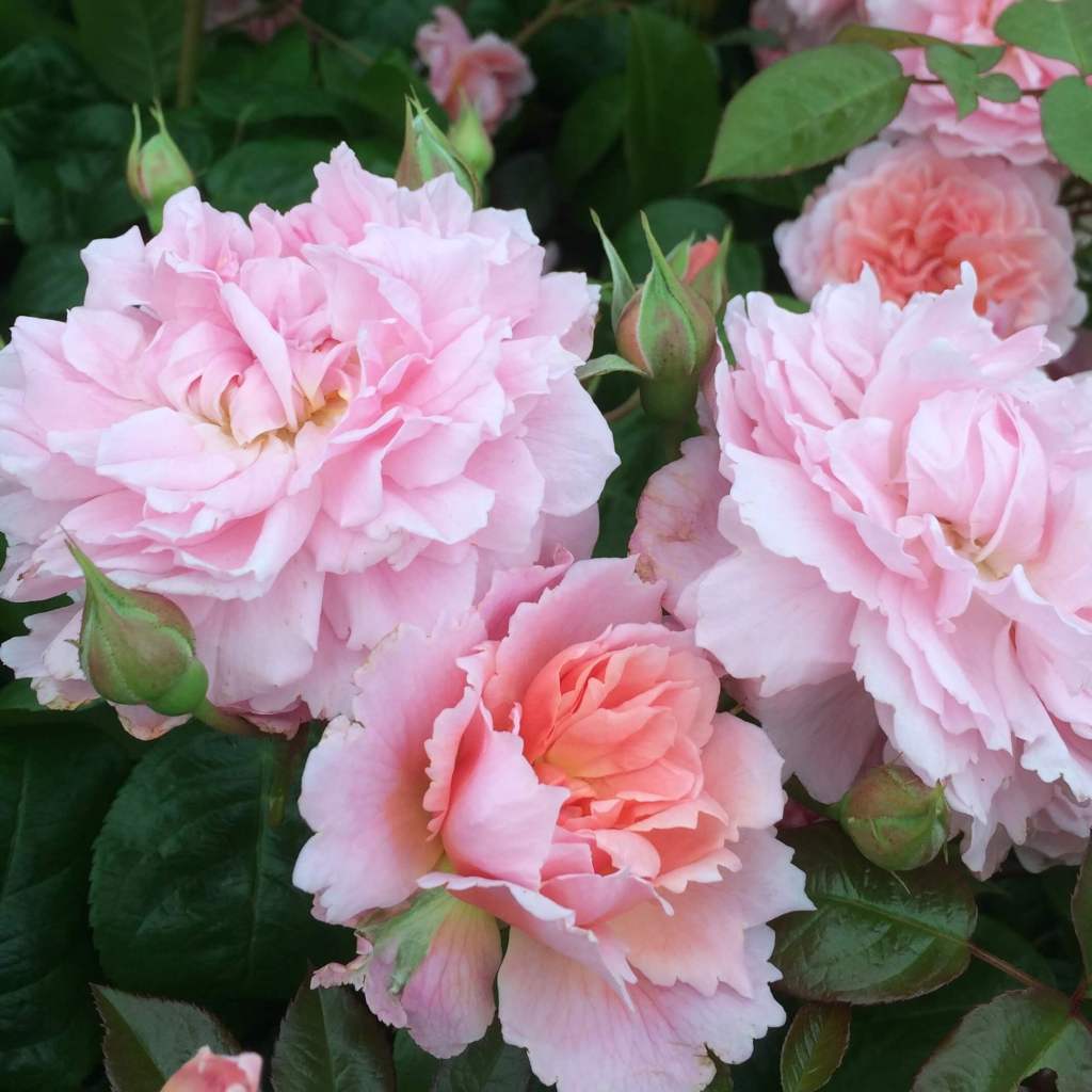 Rosa ‘Strawberry Hill’ – Susan Rushton