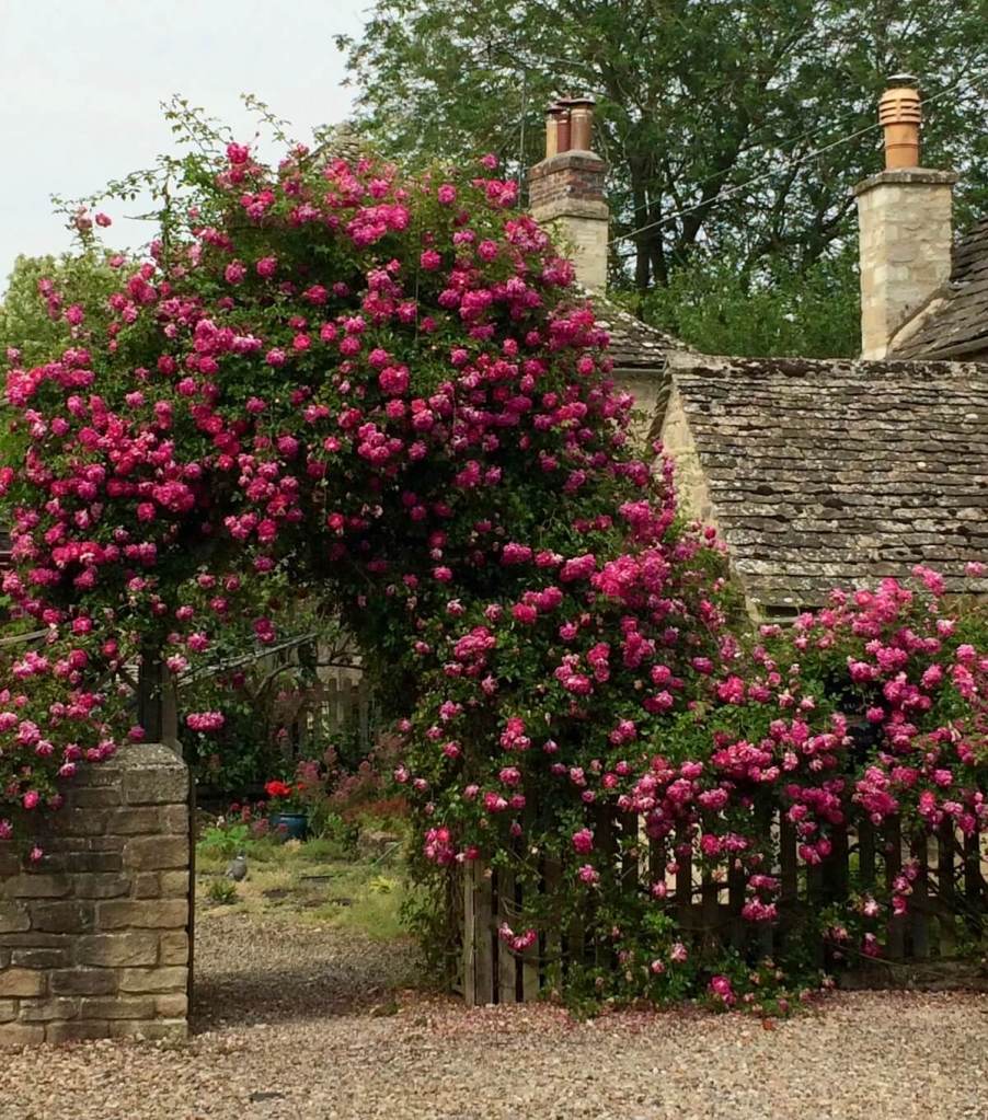 Beautiful Ways To Train And Support Rambling Roses – Susan Rushton