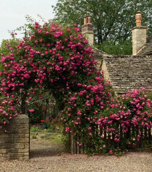 Beautiful Ways To Train And Support Rambling Roses – Susan Rushton