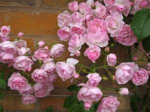 Beautiful Ways To Train And Support Rambling Roses – Susan Rushton